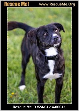 - Pennsylvania Dog Rescue - ADOPTIONS - Rescue Me!