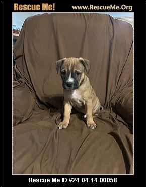 - Texas Boxer Rescue - ADOPTIONS - Rescue Me!