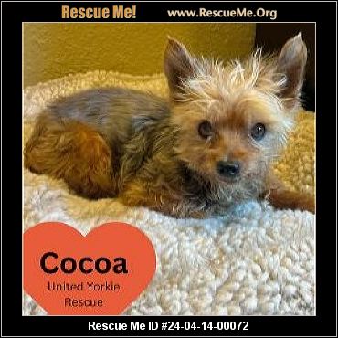 - California Yorkie Rescue - ADOPTIONS - Rescue Me!
