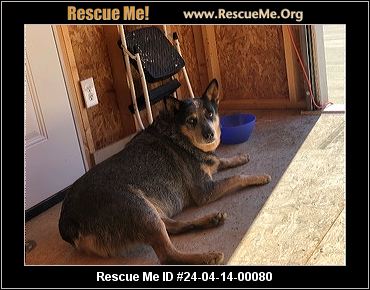 - Alabama Australian Cattle Dog Rescue - ADOPTIONS - Rescue Me!