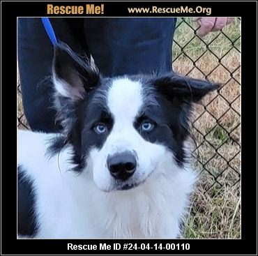 - North Carolina Border Collie Rescue - ADOPTIONS - Rescue Me!