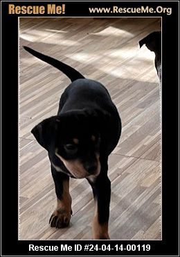 - New Jersey Dog Rescue - ADOPTIONS - Rescue Me!