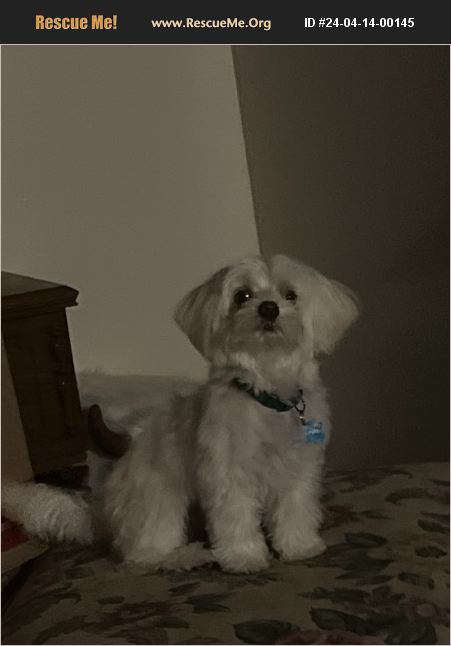 ADOPT 24041400145 ~ Maltese Rescue ~ Bloomington, IL