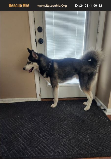 ADOPT 24041400182 ~ Siberian Husky Rescue ~ Fairfield township, OH