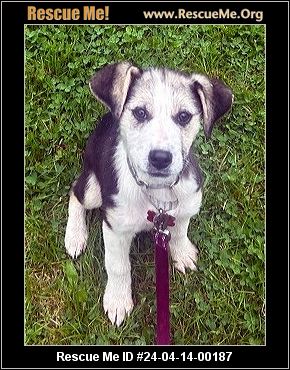 - New York Dog Rescue - ADOPTIONS - Rescue Me!