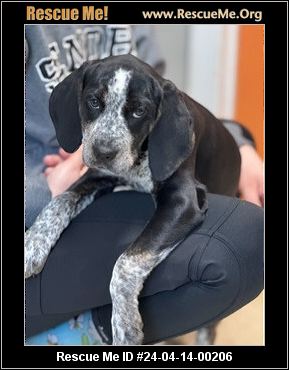 - New Jersey Dog Rescue - ADOPTIONS - Rescue Me!