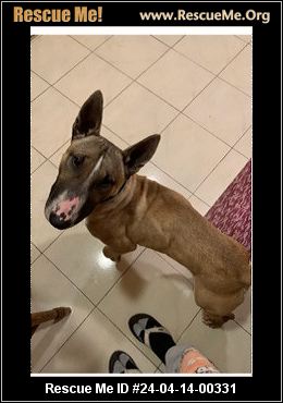 - California Bull Terrier Rescue - ADOPTIONS - Rescue Me!