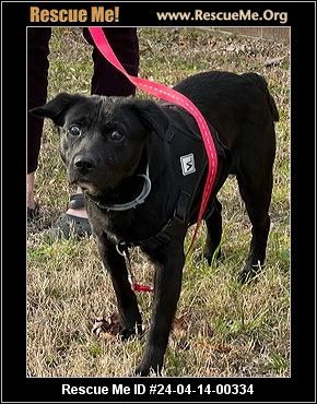 - Virginia Dog Rescue - ADOPTIONS - Rescue Me!