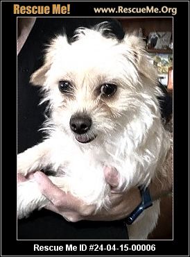- California Yorkie Rescue - ADOPTIONS - Rescue Me!