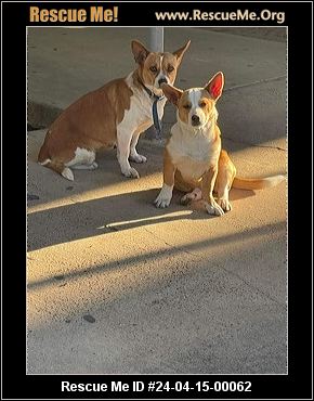 - Texas Corgi Rescue - ADOPTIONS - Rescue Me!