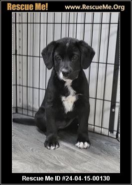 - Delaware Dog Rescue - ADOPTIONS - Rescue Me!