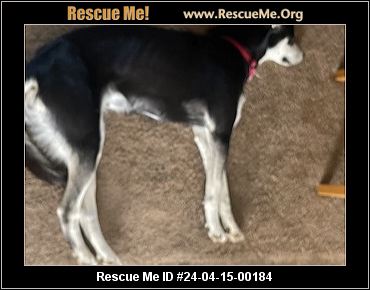 - Virginia Siberian Husky Rescue - ADOPTIONS - Rescue Me!