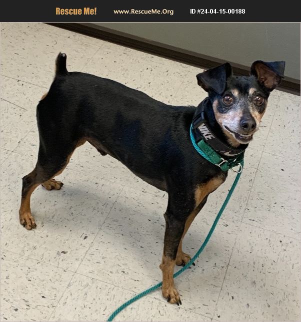 ADOPT 24041500188 ~ Miniature Pinscher Rescue ~ Salt Lake City, UT