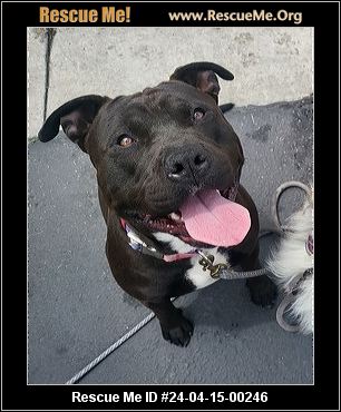 - California Pit Bull Rescue - ADOPTIONS - Rescue Me!