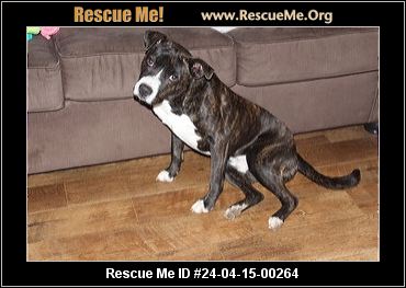 - Mississippi Dog Rescue - ADOPTIONS - Rescue Me!