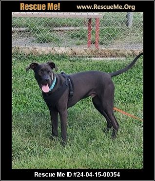 - Virginia Dog Rescue - ADOPTIONS - Rescue Me!