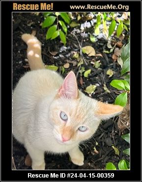 - California Cat Rescue - ADOPTIONS - Rescue Me!