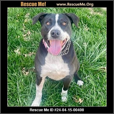 - Pennsylvania Dog Rescue - ADOPTIONS - Rescue Me!