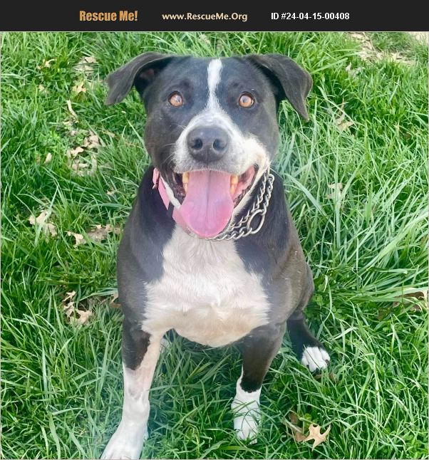 ADOPT 24041500408 ~ Lab Rescue ~ Harrisburg, PA