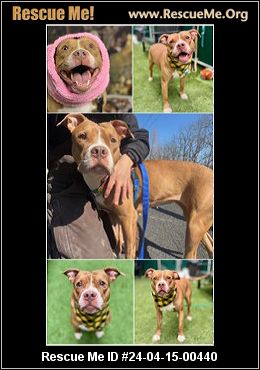 - Delaware Dog Rescue - ADOPTIONS - Rescue Me!