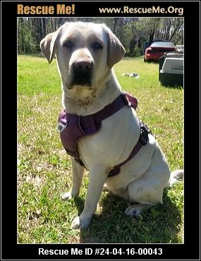 - Massachusetts Lab Rescue - ADOPTIONS - Rescue Me!