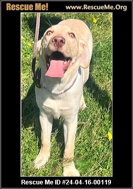 - New Jersey Lab Rescue - ADOPTIONS - Rescue Me!