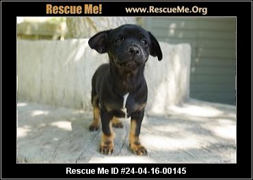 - Texas Mutt Rescue - ADOPTIONS - Rescue Me!