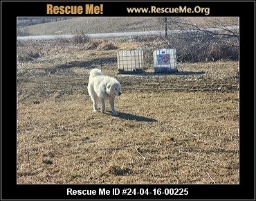 - New York Dog Rescue - ADOPTIONS - Rescue Me!