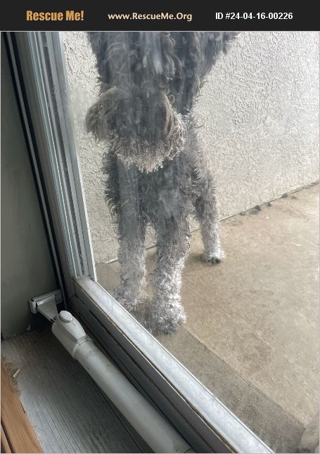 ADOPT 24041600226 ~ Schnauzer Rescue ~ Rio Rancho, NM