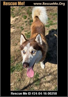 - Tennessee Dog Rescue - ADOPTIONS - Rescue Me!