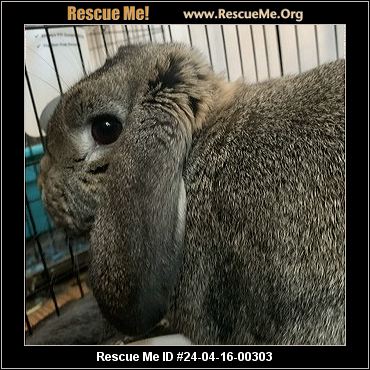 - Pennsylvania Rabbit Rescue - ADOPTIONS - Rescue Me!