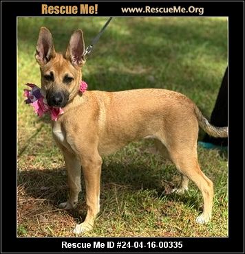 - Georgia Dog Rescue - ADOPTIONS - Rescue Me!