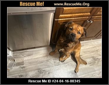 - Nevada Dog Rescue - ADOPTIONS - Rescue Me!