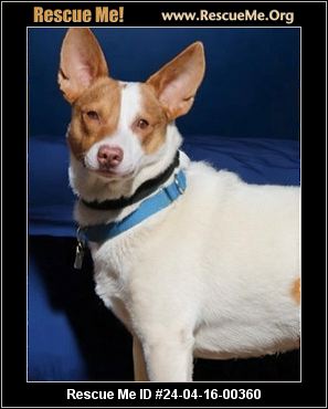 - Massachusetts Dog Rescue - ADOPTIONS - Rescue Me!