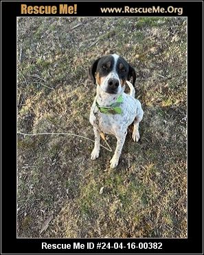 - Indiana Dog Rescue - ADOPTIONS - Rescue Me!