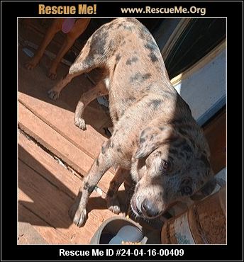 - Texas Australian Cattle Dog Rescue - ADOPTIONS - Rescue Me!