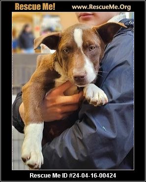 - California Pit Bull Rescue - ADOPTIONS - Rescue Me!