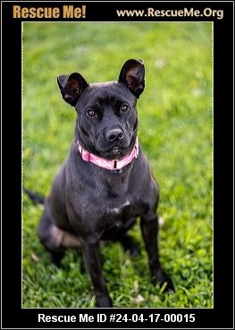 - Pennsylvania Dog Rescue - ADOPTIONS - Rescue Me!