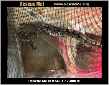 - Florida Reptile/Amphibian Rescue - ADOPTIONS - Rescue Me!