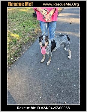 - South Carolina Dog Rescue - ADOPTIONS - Rescue Me!