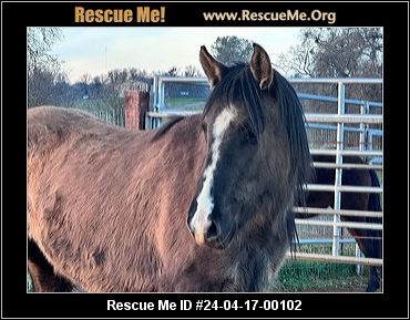 - California Horse Rescue - ADOPTIONS - Rescue Me!