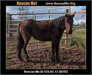 - California Horse Rescue - ADOPTIONS - Rescue Me!