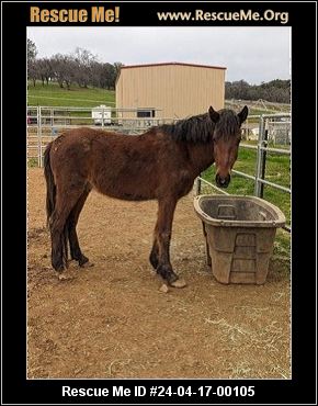 - California Horse Rescue - ADOPTIONS - Rescue Me!