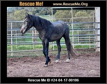 - California Horse Rescue - ADOPTIONS - Rescue Me!