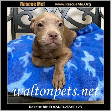 - Georgia Dog Rescue - ADOPTIONS - Rescue Me!