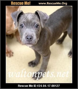 - Georgia Dog Rescue - ADOPTIONS - Rescue Me!