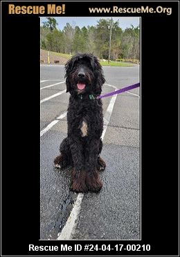 - Virginia Dog Rescue - ADOPTIONS - Rescue Me!