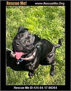 - Virginia Dog Rescue - ADOPTIONS - Rescue Me!