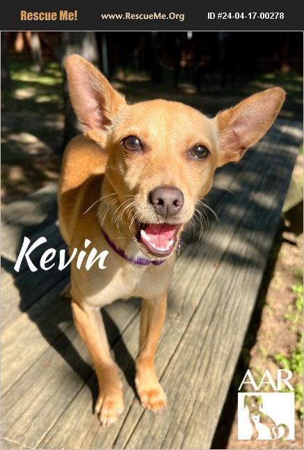 ADOPT 24041700278 ~ Chihuahua Rescue ~ Magnolia, TX