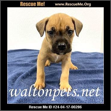 - Georgia Dog Rescue - ADOPTIONS - Rescue Me!